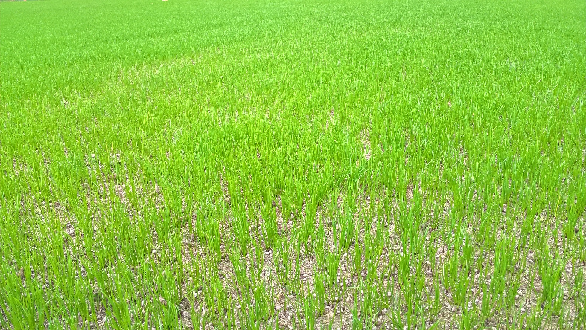 Germin-8T advanced formulation offered to greenkeepers – GreenKeeping ...