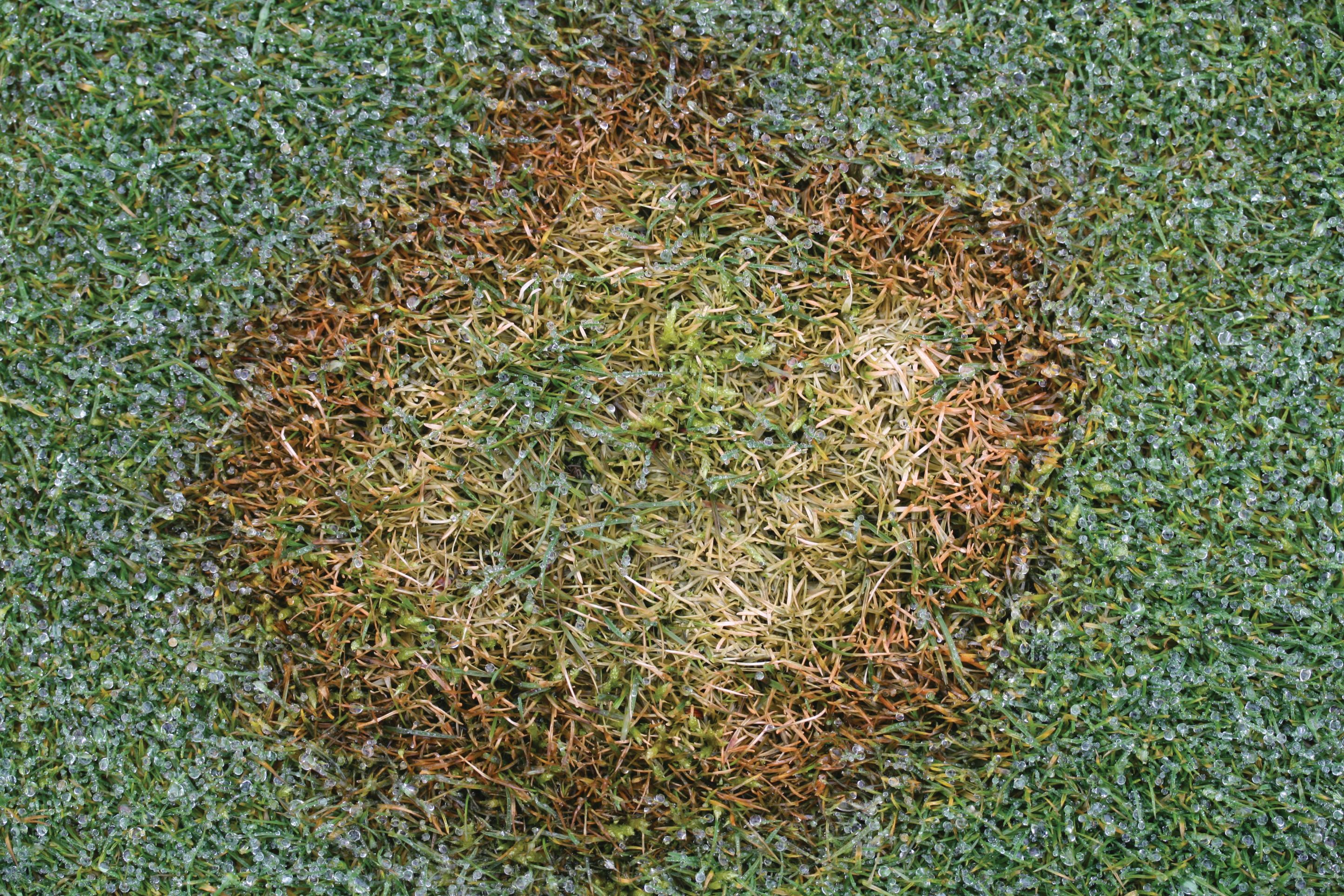 Maxtima: Raising the standard in Microdochium control – GreenKeeping ...